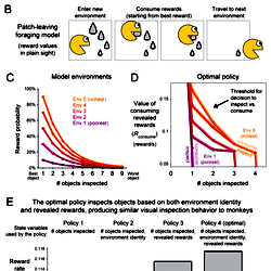 Persistent visual search in rewarding environments is adaptive in a ...
