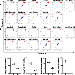 Analysis of SARS-CoV-2-reactive CD4+ T cells by direct ex vivo staining of PBMC with class II ...