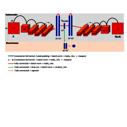 Architecture of convolutional Adversarial AutoEncoder (AAE) for cell ...