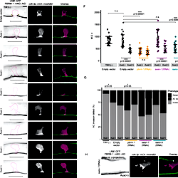 PBAF promotes AC contact to the BM.