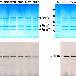 Purification of FtsW variants in a complex with FtsI/PBP3.