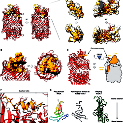 A unique plug domain seals the Rhs barrel of RhsA.