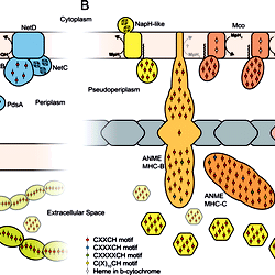 Overview of proposed EET pathways.