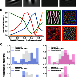 Assessing the spatial frequency tuning of models.