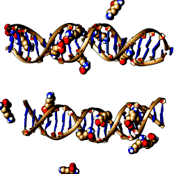 Lysine localization around AT- (TOP) and GC-rich DNA (BOTTOM).