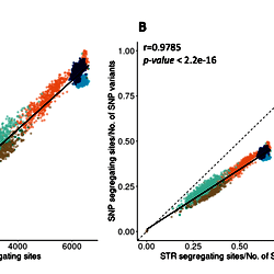 Comparison of STR and SNP segregating sites.