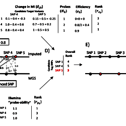 Schematic illustrating a single iteration of the add-on tag SNP selection algorithm.