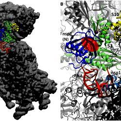 Mapping of the binding surface over the nsp1–40S ribosome complex.