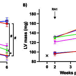 Analysis of LV ejection fraction and LV myocardial mass.