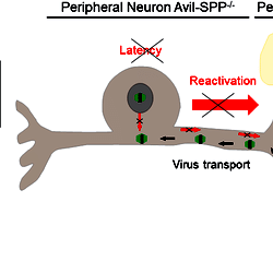 Schematic diagram of the absence of SPP in peripheral sensory neurons of Avil-SPP-/- mice and ...