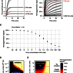 Simulation results for the HA titration assay with influenza H1N1pdm09 ...
