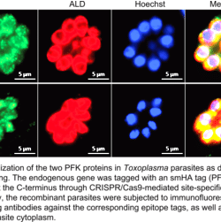 Localization of the two PFK proteins in Toxoplasma parasites as ...