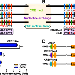 Identification of the functional CRE1 and CRE5 regions.