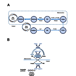 Schematic representation of the proline metabolism pathway and the ...
