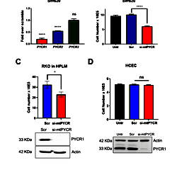 Knock-down of PYCR1 decreases proliferation of CRC cell lines.