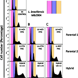 Analysis of the ploidy profile.
