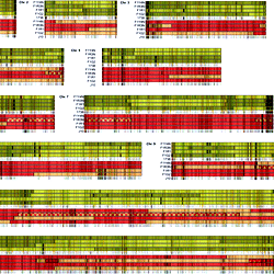 Introgression maps of hybrid clones.
