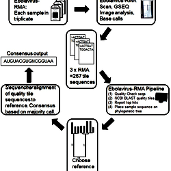 Flow chart of processing and analysis of Ebolavirus-RMA chip results.