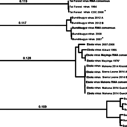 Phylogenetic tree alignments.