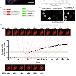 Cry2-mCh-METTL3 undergoes light-inducible LLPS.