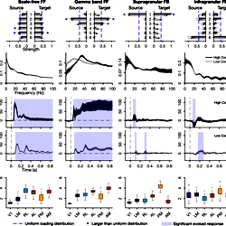 Four concurrent functional networks in visual cortex.