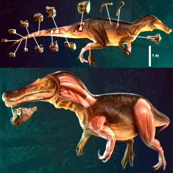 Life reconstruction of Iberospinus natarioi (ML1190) showing 3D ...