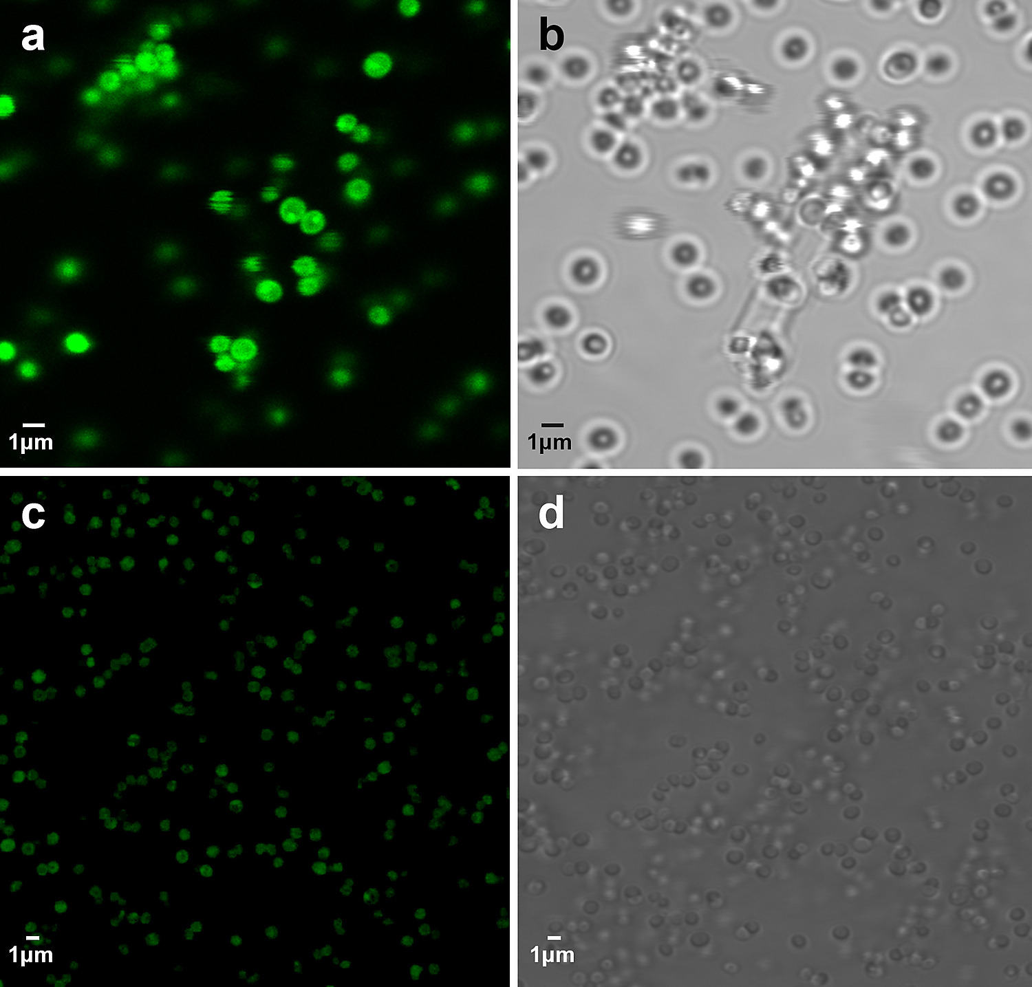 Fluorescence Microscopy Bacteria