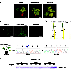 Analysis of a HAM1 partial loss-of-function mutant in different contexts.