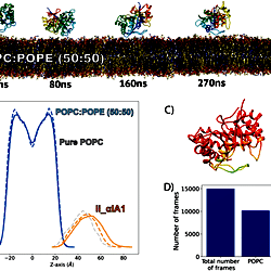 Binding of Li_αIA1 to a POPC:POPE bilayer.