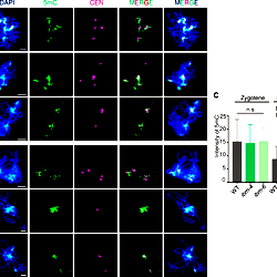 Immunostaining analysis of 5mC level in combination with centromere FISH.