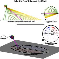 Spherical pinhole camera model of the eye.