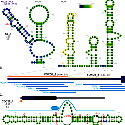 Examples of 5′UTR structures.