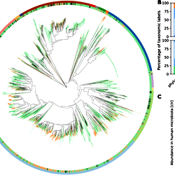 Human and mouse guts harbor distinct bacterial species.