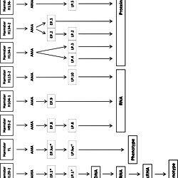 Overview chart of strains used in this study.