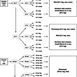 Experimental flow chart.