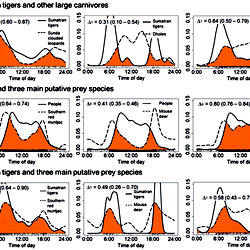 Estimates of the daily activity patterns of people, Sumatran tigers ...
