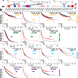 Survival as related to the APC gene.