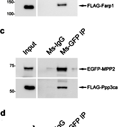 Validation of novel MPP2 interaction partners by co-immunoprecipitation.