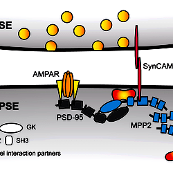 Schematic summary of novel MPP2 interactors.