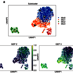 UMAP visualization using NMF results on microglial cells in the ...