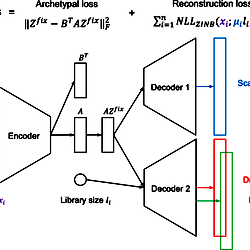 Structure of scAAnet for non-linear archetypal analysis with a ZINB ...