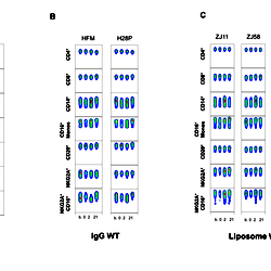 Immunophenotype of control groups.