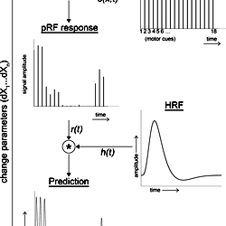 pRF fitting procedure.