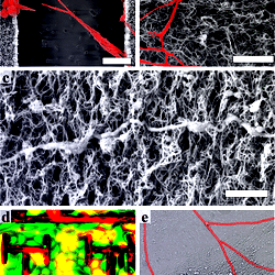 Examples of SEM and fluorescence images of neurons and glia on VACNT ...