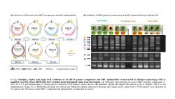 Multiplex, duplex and single PCR validation of the BBTV genome ...