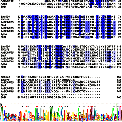 Comparative analysis of BLUF domains.