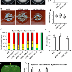 Investigation of FOIG_15013 function in Foc growth, conidiation, and ...