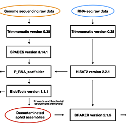 Bioinformatic workflow of aphid genome assembly and annotation.