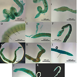 Methyl green staining patterns.