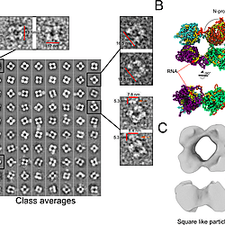 2D Classification and 3D density map reconstruction of the square-like ...